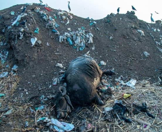 Power from animal wastes | Heinrich-Böll-Stiftung Afghanistan/Pakistan